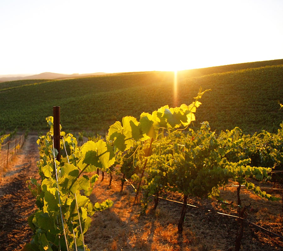 Vineyards | Jacuzzi Family Vineyards